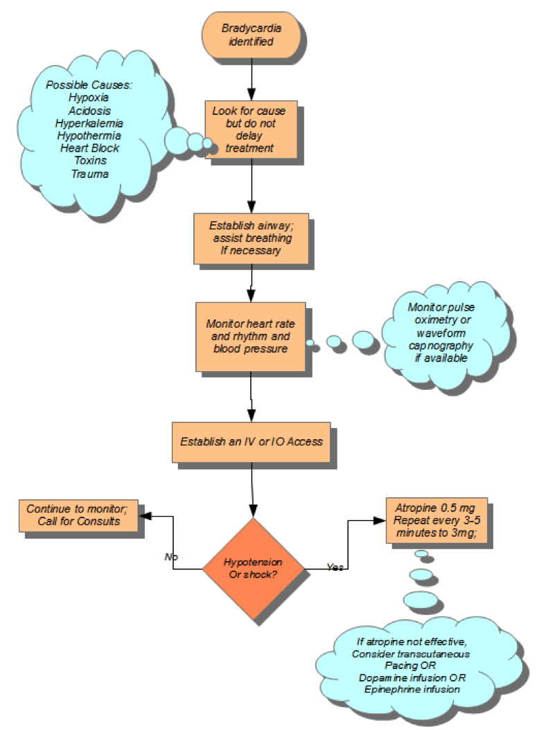 Adult Bradycardia Algorithm | ACLS Medical Training